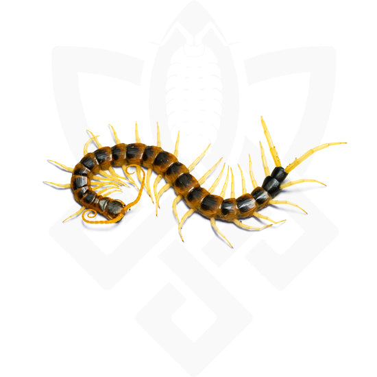 Centipedes – Buddha Bugs