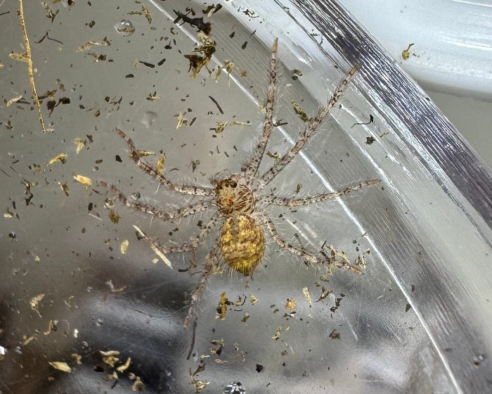 Barylestis variatus (variegated huntsman spider) 0.33" – Buddha Bugs