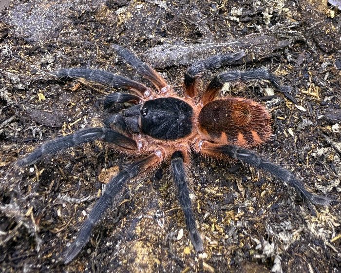 Davus sp. 'Panama' (Panama pink tarantula / lava spider) 0.33" – Buddha ...