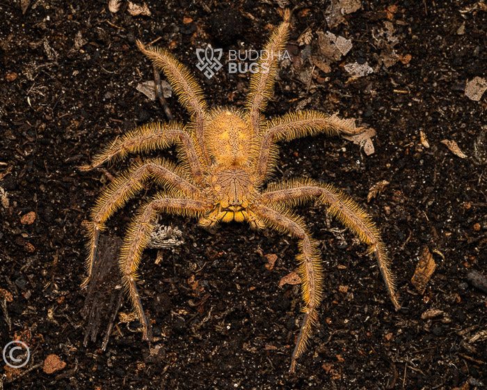 Heteropoda davidbowie (David Bowie huntsman spider) 0.33" – Buddha Bugs