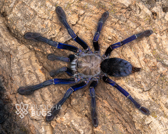 Omothymus violaceopes (Singapore blue tarantula) 0.75" – Buddha Bugs