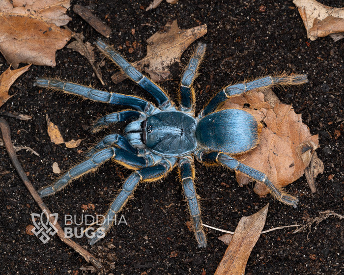 Ornithoctoninae sp. 'Vietnam silver' (Vietnam silver tarantula) 0.75 ...