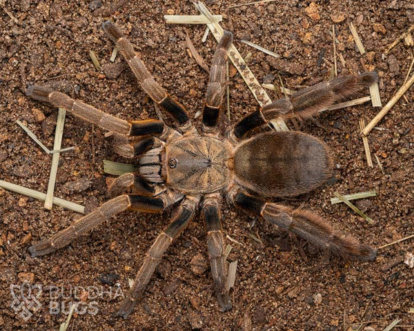 Citharognathus tongmianensis (Chinese stout leg earth tiger tarantula ...