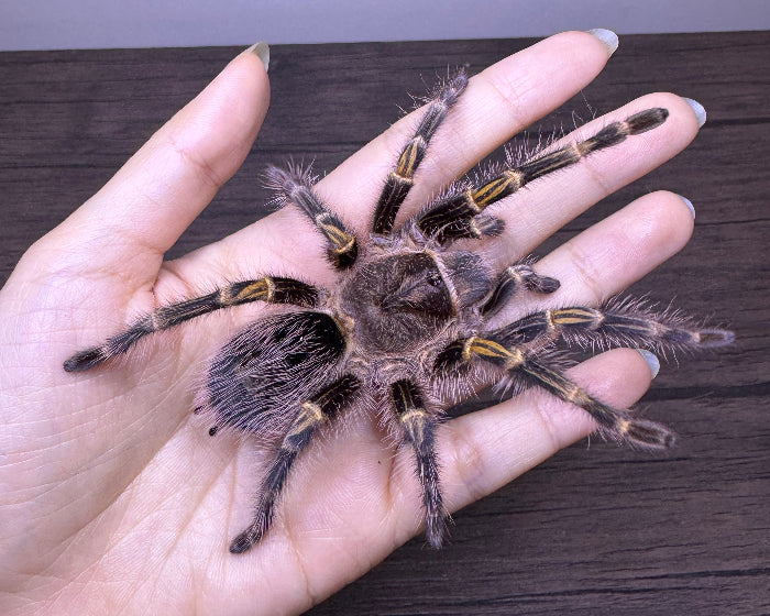Grammostola pulchripes (Chaco golden knee tarantula) 0.33" – Buddha Bugs