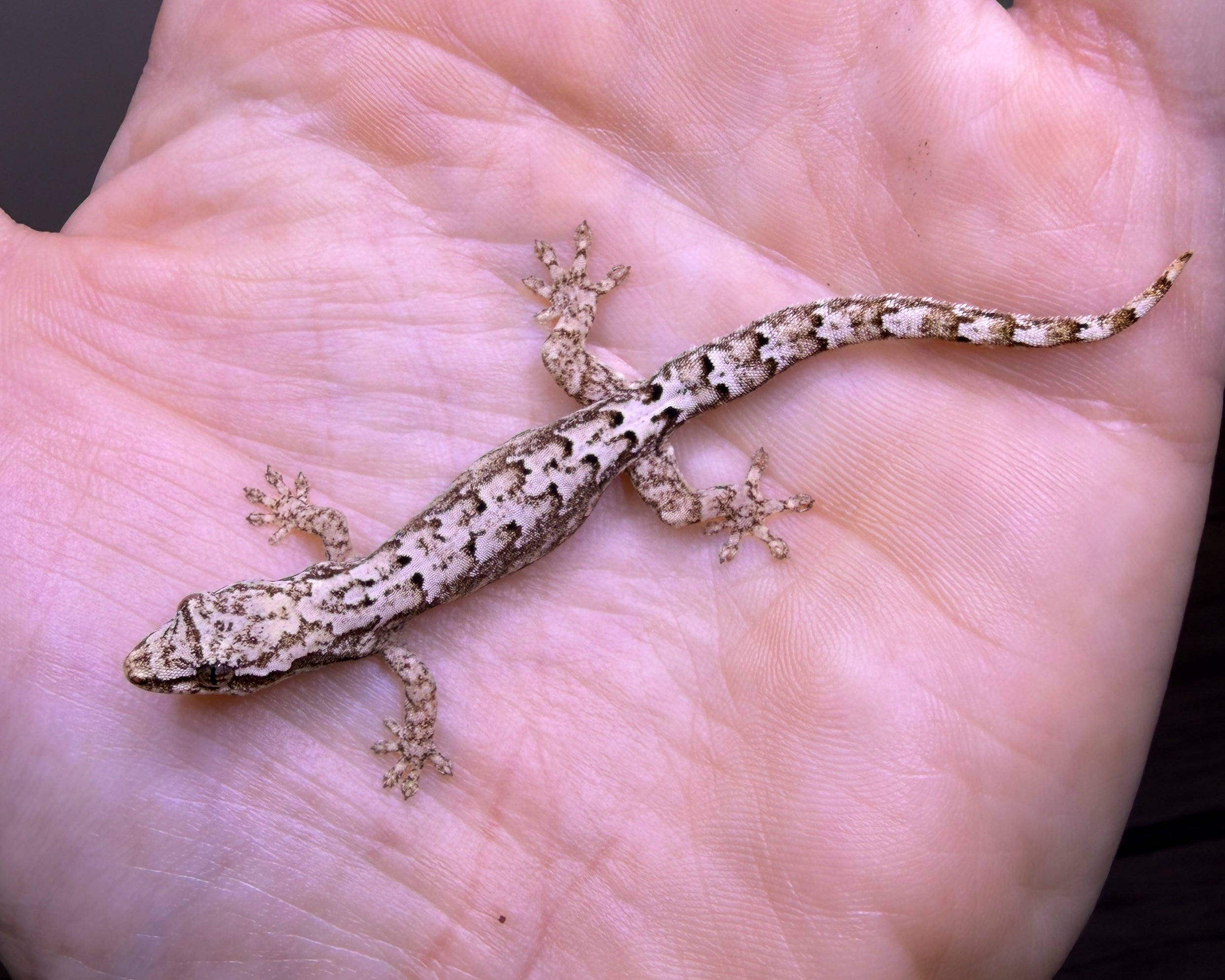 Lepidodactylus lugubris (mourning gecko) – Buddha Bugs