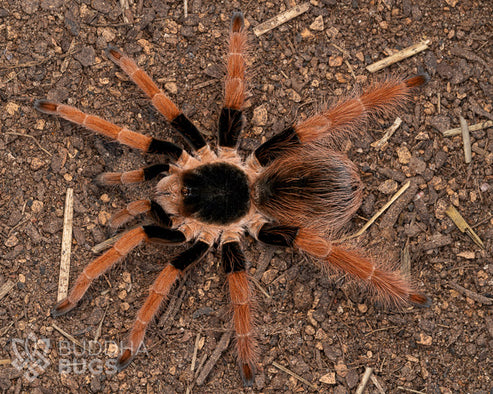 Megaphobema robustum (Colombian giant red leg tarantula) 1" – Buddha Bugs
