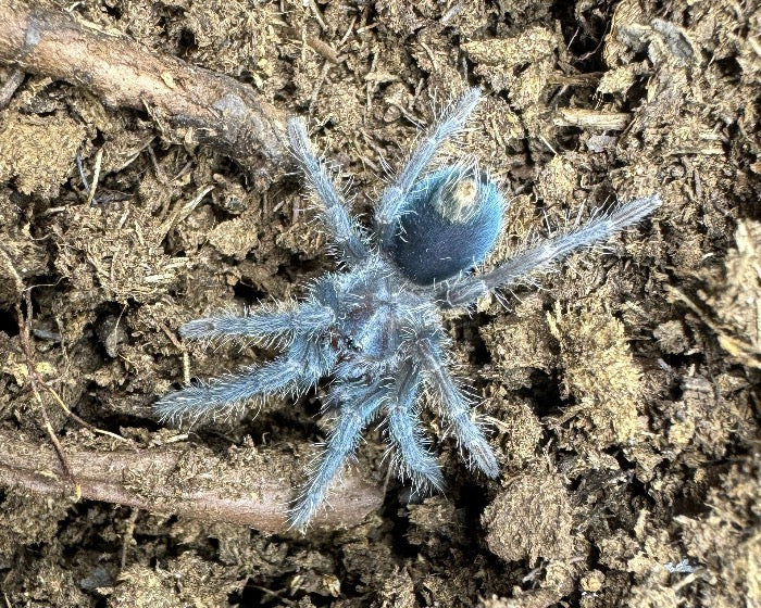 Phormictopus cancerides (Hispaniolan giant bird-eating tarantula) 1 ...