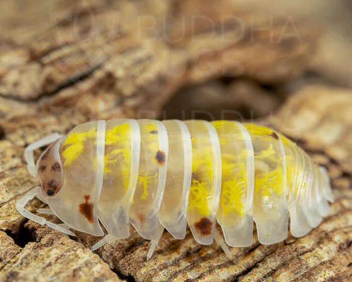 Magic Potion Isopods Care Magic Potion Armadillidium Maculatum - Yellow ...